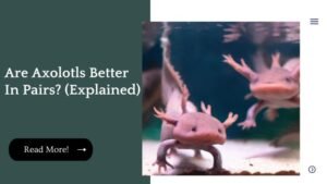 Are Axolotls Better In Pairs? (Explained) | Unified Pets