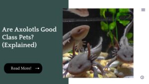 Are Axolotls Good Class Pets? (Explained) | Unified Pets