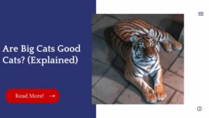 Are Big Cats Good Cats? (Explained) | Unified Pets