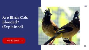 Are Birds Cold Blooded? (Explained) | Unified Pets