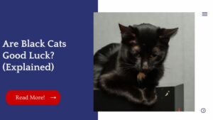 Are Black Cats Good Luck? (Explained) | Unified Pets