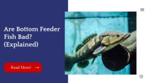 Are Bottom Feeder Fish Bad? (Explained) | Unified Pets