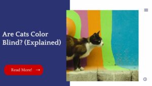 Are Cats Color Blind? (Explained) | Unified Pets