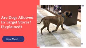 Are Dogs Allowed In Target Stores? (Explained) | Unified Pets
