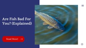 Are Fish Bad For You? (Explained) | Unified Pets
