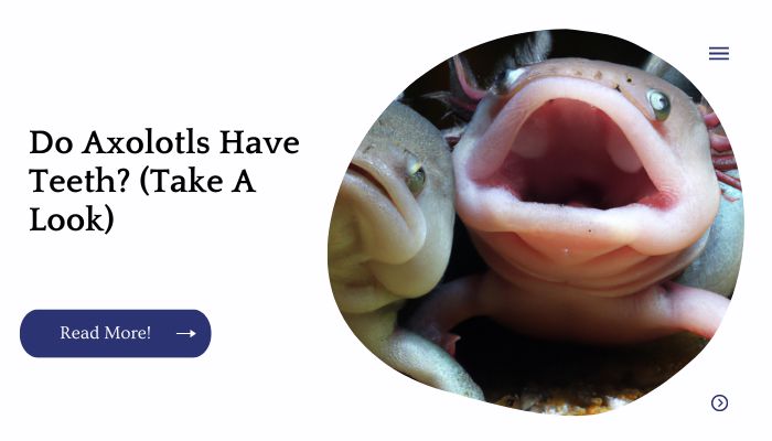 Do Axolotls Have Teeth? (Take A Look)
