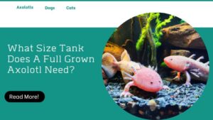 What Size Tank Does A Full Grown Axolotl Need? | Unified Pets