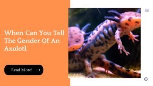 When Can You Tell The Gender Of An Axolotl | Unified Pets