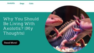 Why You Should Be Living With Axolotls? (My Thoughts) | Unified Pets