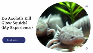 Do Axolotls Kill Glow Squids My Experience Unified Pets
