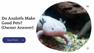 Do Axolotls Make Good Pets? (Owner Answer) | Unified Pets