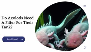 Do Axolotls Need A Filter For Their Tank? | Unified Pets