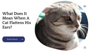 What Does It Mean When A Cat Flattens His Ears? | Unified Pets