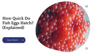 How Quick Do Fish Eggs Hatch? (Explained) | Unified Pets