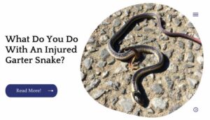 What Do You Do With An Injured Garter Snake? | Unified Pets