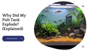 Why Did My Fish Tank Explode? (Explained) | Unified Pets
