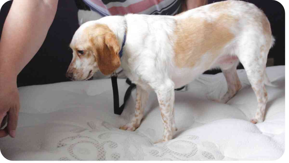 Can Dogs Spread Bed Bugs? Here's What You Need to Know | Unified Pets