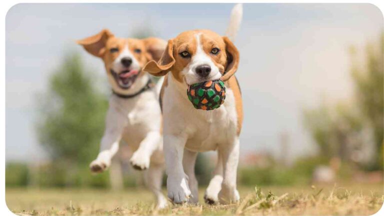 Understanding Axolotl Teeth: Anatomy, Function, and Care | Unified Pets